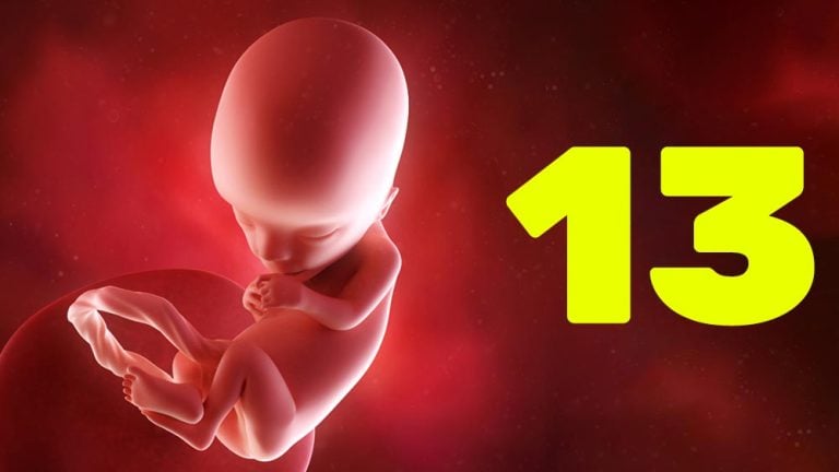 13 semanas de gravidez | Gestação semana a semana