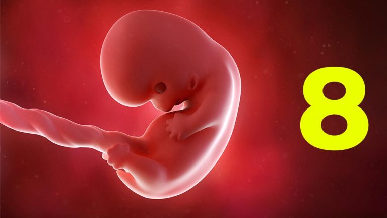 9 semanas de gravidez | Gestação semana a semana