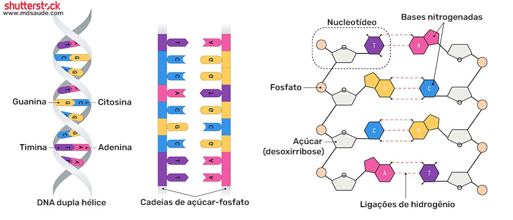 Introdução à genética: conceitos básicos