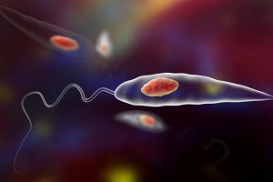 Oxiuríase (enterobíase) - Infecção pelo Enterobius vermicularis - MD.Saúde