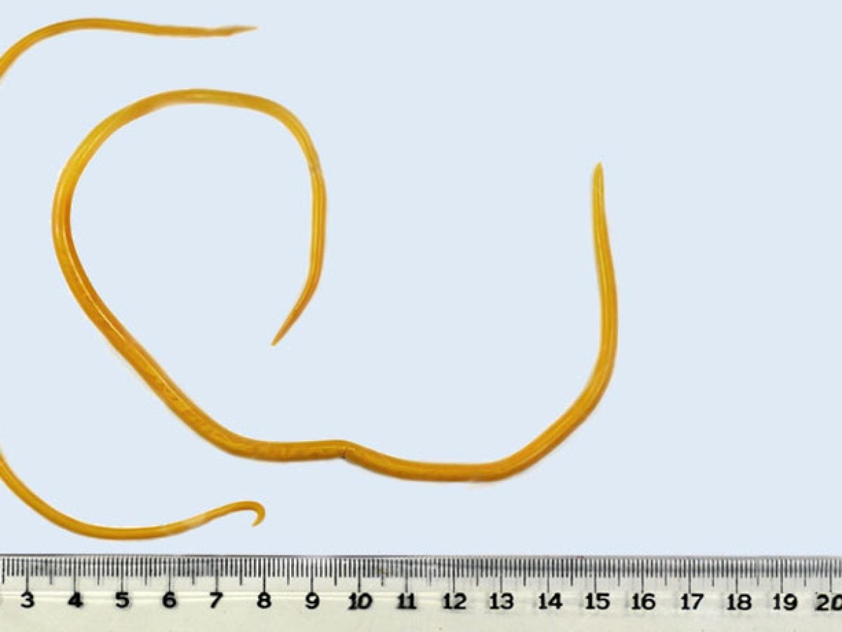 Ascaris Lumbricoides Introduo E Epidemiologia Pases De Clima Tropical
