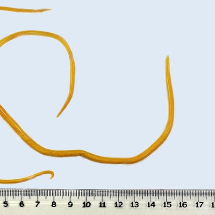 Vermes Ascaris Nas Fezes