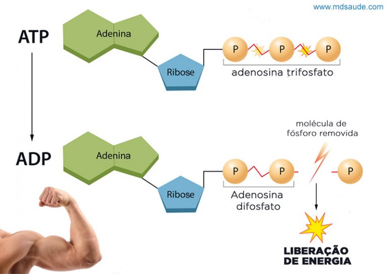 Creatina monohidratada | Para que serve e como tomar