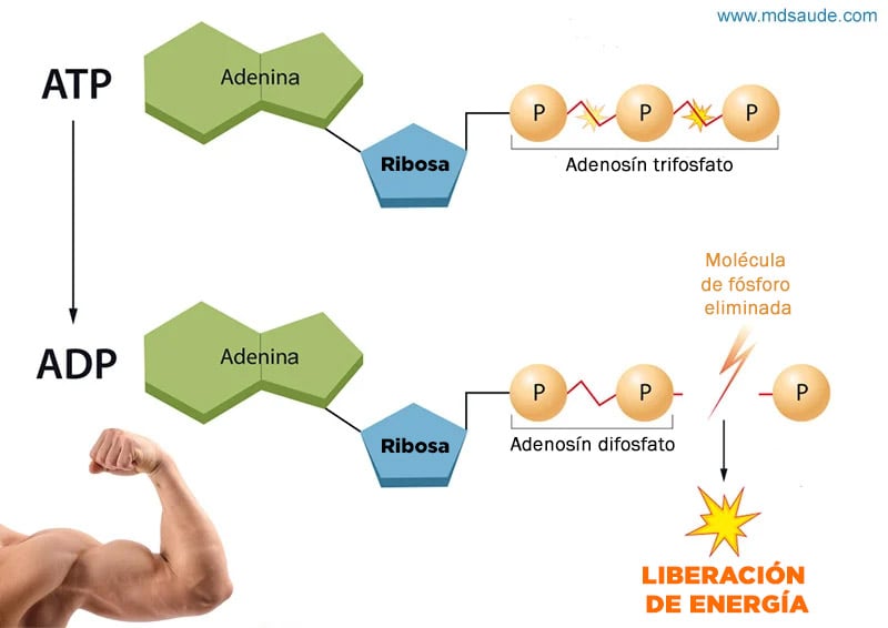 CREATINA | Para qué sirve, efectos, riesgos y cómo tomar