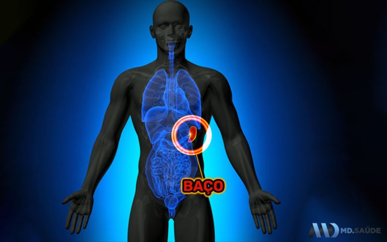 Onde fica cada órgão do corpo humano? | MD.SAÚDE