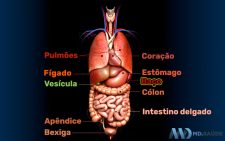 Onde fica cada órgão do corpo humano? | MD.SAÚDE
