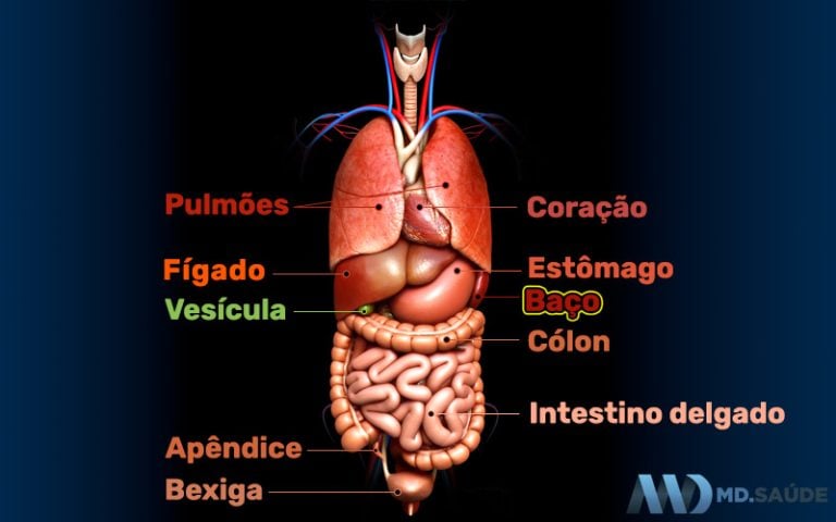 Onde fica cada órgão do corpo humano? | MD.SAÚDE