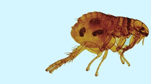 Bicho geográfico (larva migrans cutânea)