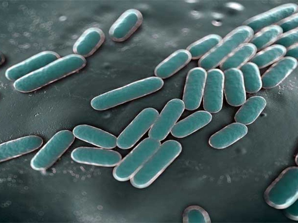 Cancro Mole Tratamento - Infoupdate.org