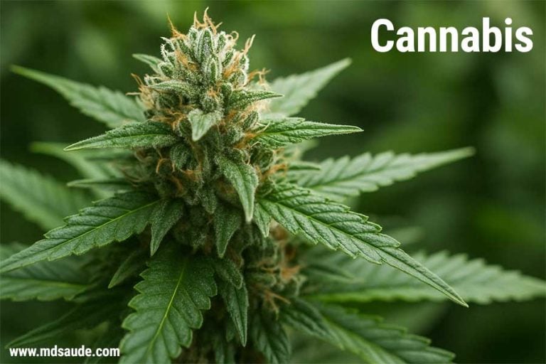 Maconha (Cannabis sativa): efeitos agudos e crônicos