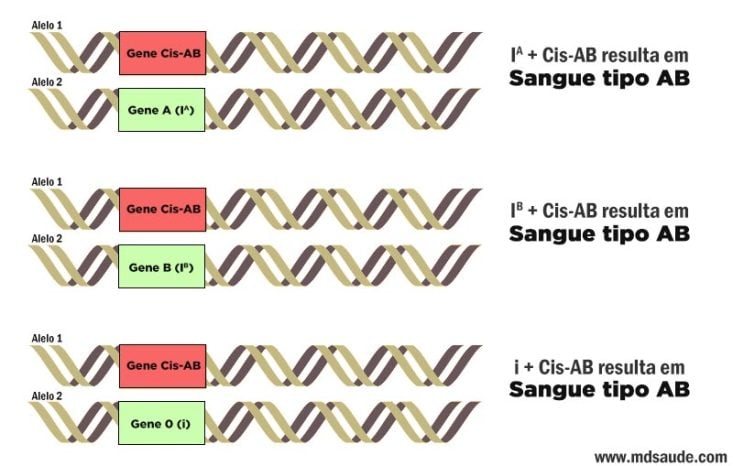 Tipos sanguíneos | Sistema ABO, fator Rh e compatibilidade