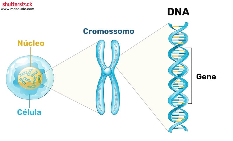 Introdução à genética: conceitos básicos