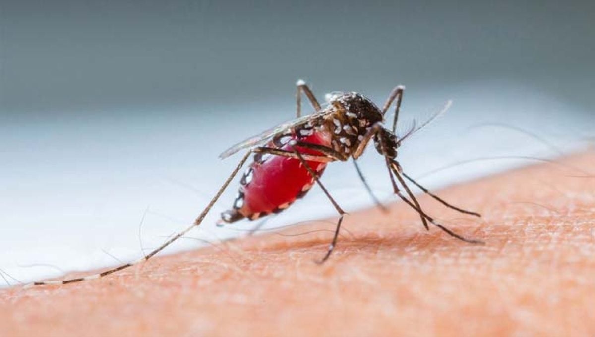 El Mosquito Del Dengue