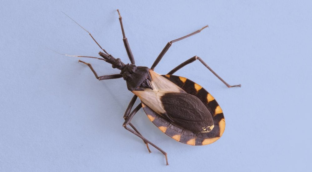 DOENÇA DE CHAGAS - Infecção pelo protozoário Trypanosoma cruzi