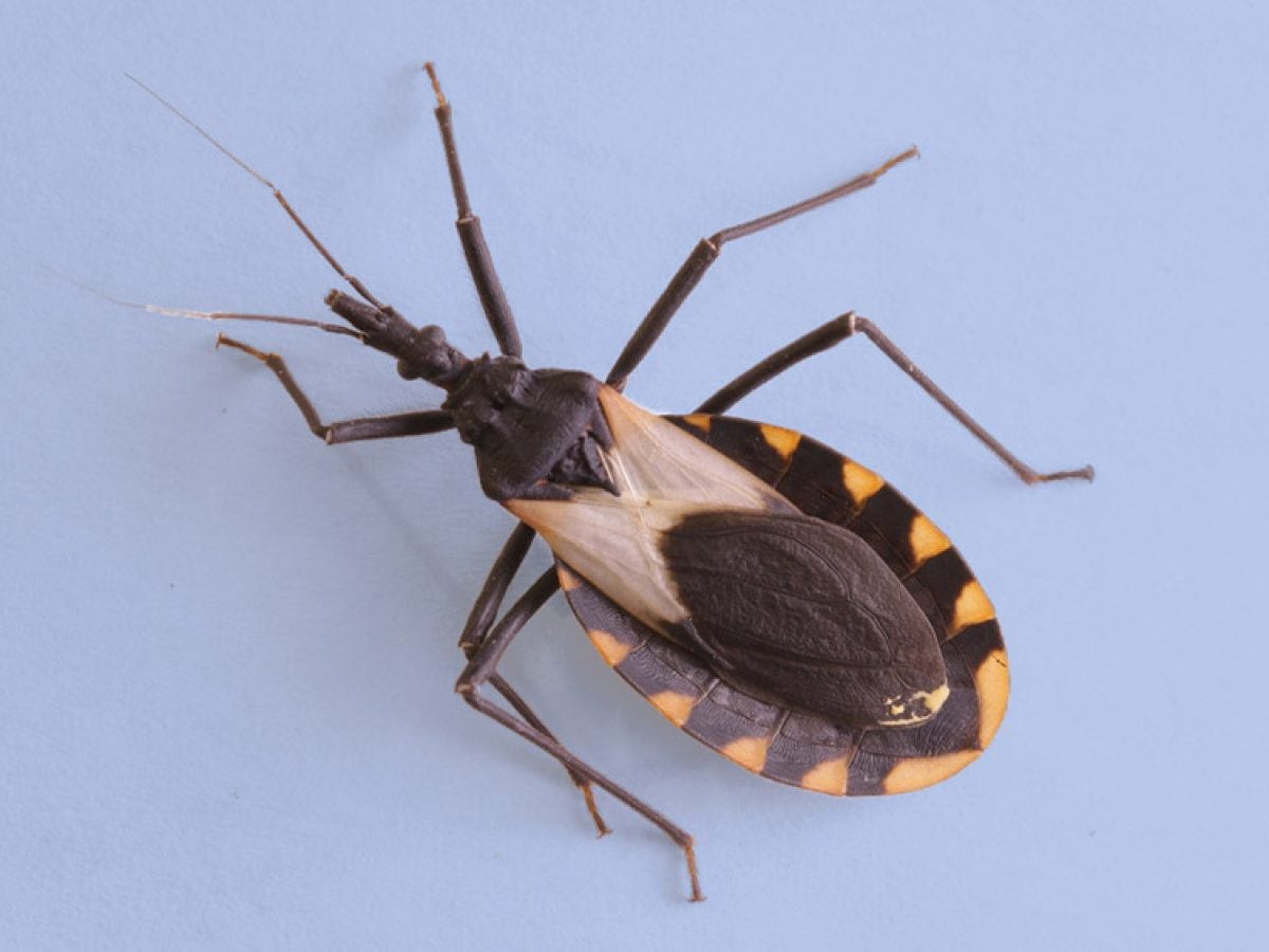 Doença de Chagas: causas, sintomas e tratamento👍 Descubra a emoção das ...