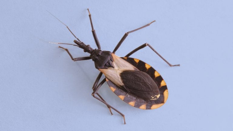 Doença de Chagas | Causas, sintomas e tratamento
