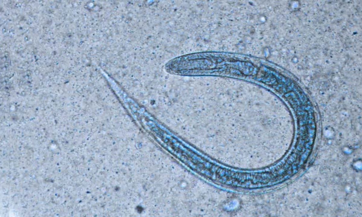 Strongyloides Stercoralis Huevo