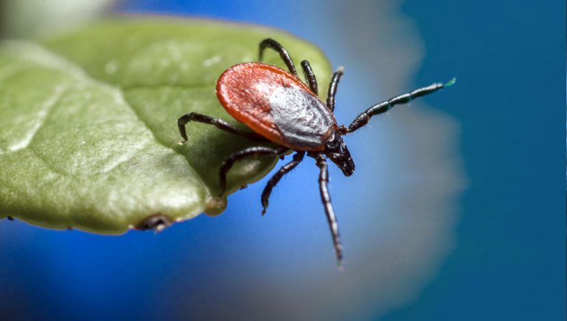Febre maculosa: doença do carrapato-estrela
