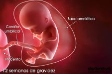 12 semanas de gravidez | Gestação semana a semana