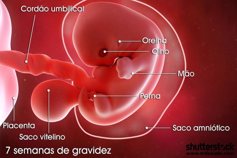 7 semanas de gravidez | Gestação semana a semana
