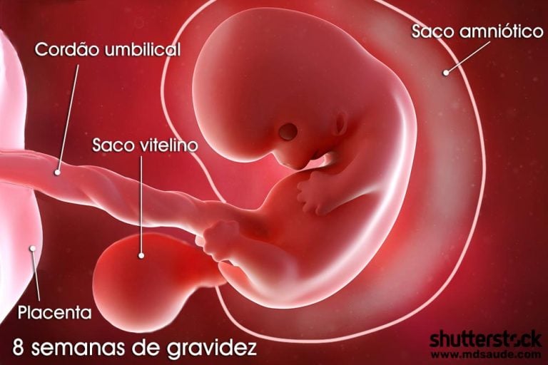 8 semanas de gravidez | Gestação semana a semana