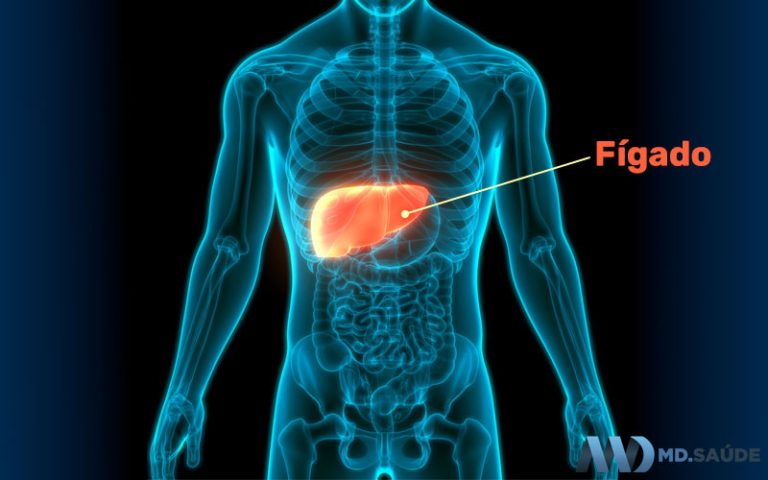 Onde fica cada órgão do corpo humano? | MD.Saúde