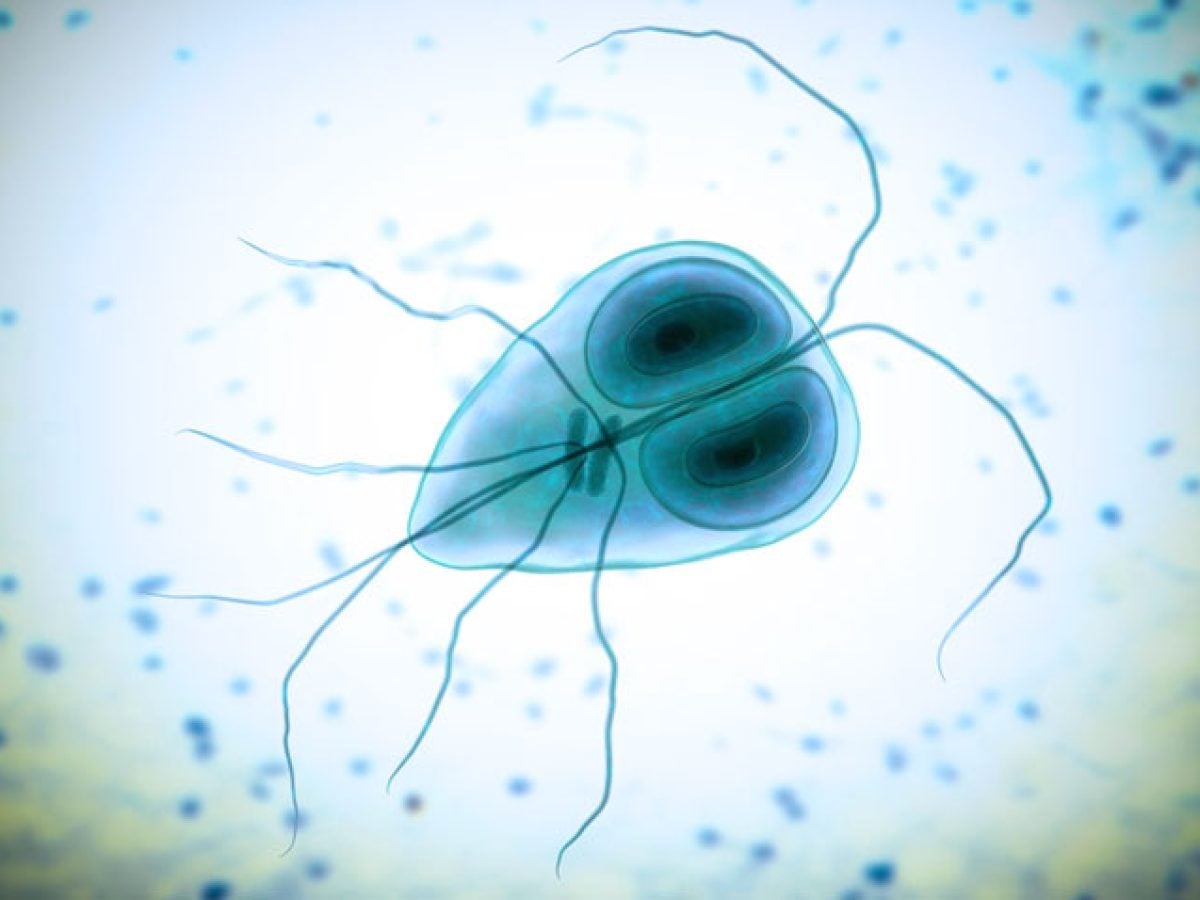 Trofozoíto De Giardia Lamblia