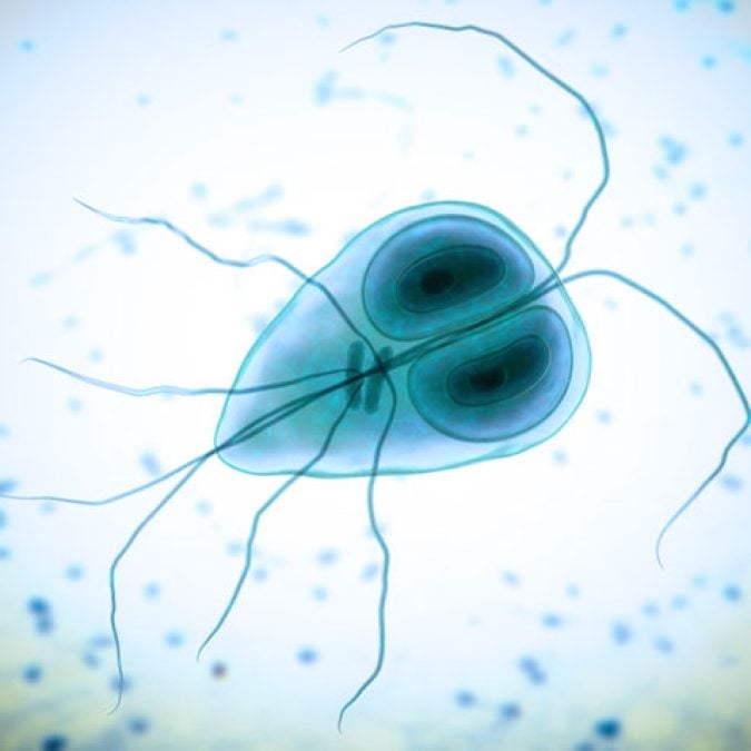 Ciclo De Vida Da Giardia Lamblia Giardia Lamblia: Ciclo De Vida,