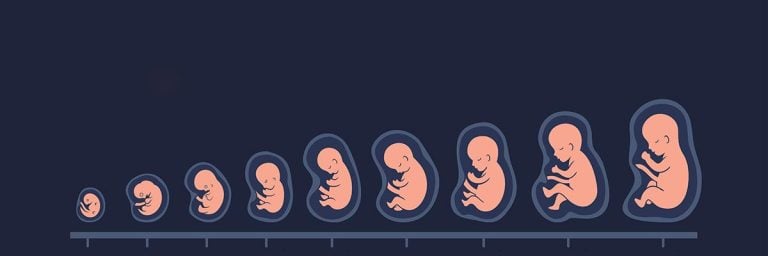 8 semanas de gravidez | Gestação semana a semana