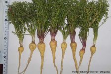 Maca peruana | Para que serve, benefícios e como tomar