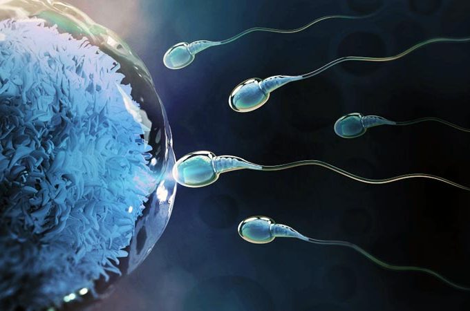 COMO CALCULAR O PERÍODO FÉRTIL - Data da ovulação » MD.Saúde