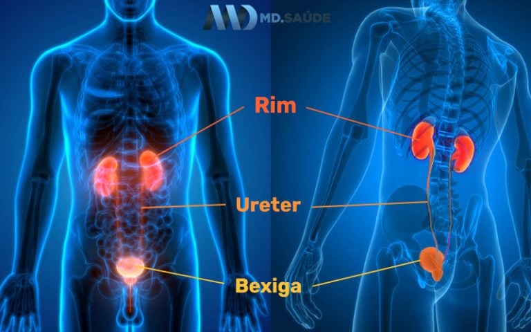 Onde fica cada órgão do corpo humano? | MD.SAÚDE
