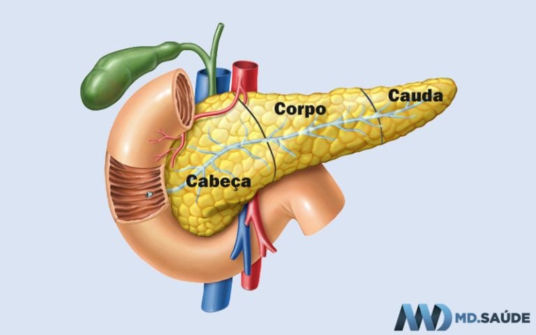 Onde fica cada órgão do corpo humano? | MD.SAÚDE
