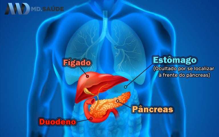 Onde fica cada órgão do corpo humano? | MD.SAÚDE