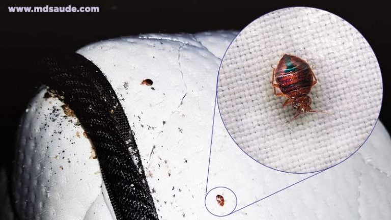 Percevejo de cama: sintomas, fotos e tratamento