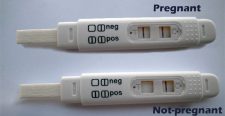 hCG Levels: How to Interpret Pregnancy Blood Test Results