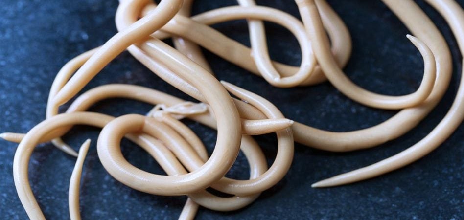 SINTOMAS DE VERMINOSE - PARASITOSE INTESTINAL | MD.Saúde