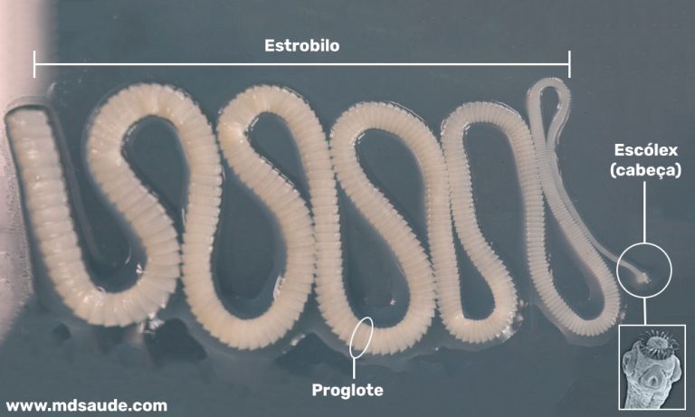 TENÍASE | O que é, ciclo, sintomas e tratamento