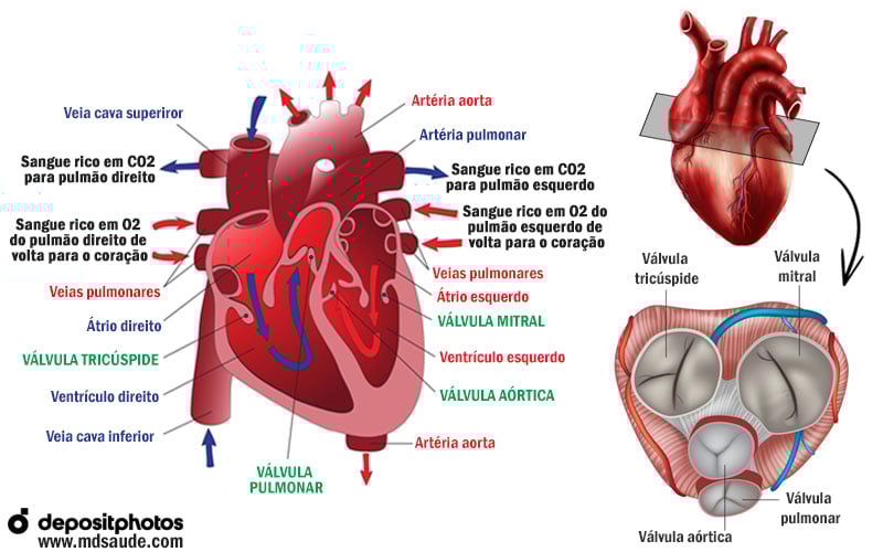 ENDOCARDITE | O que é, sintomas, tratamento e profilaxia