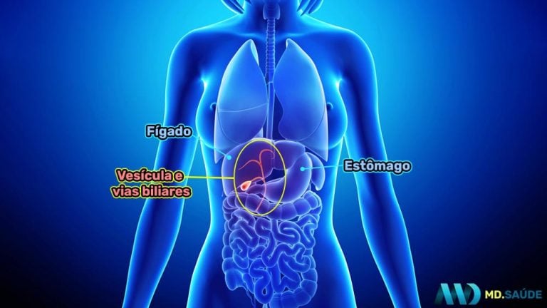 Onde fica cada órgão do corpo humano? | MD.Saúde